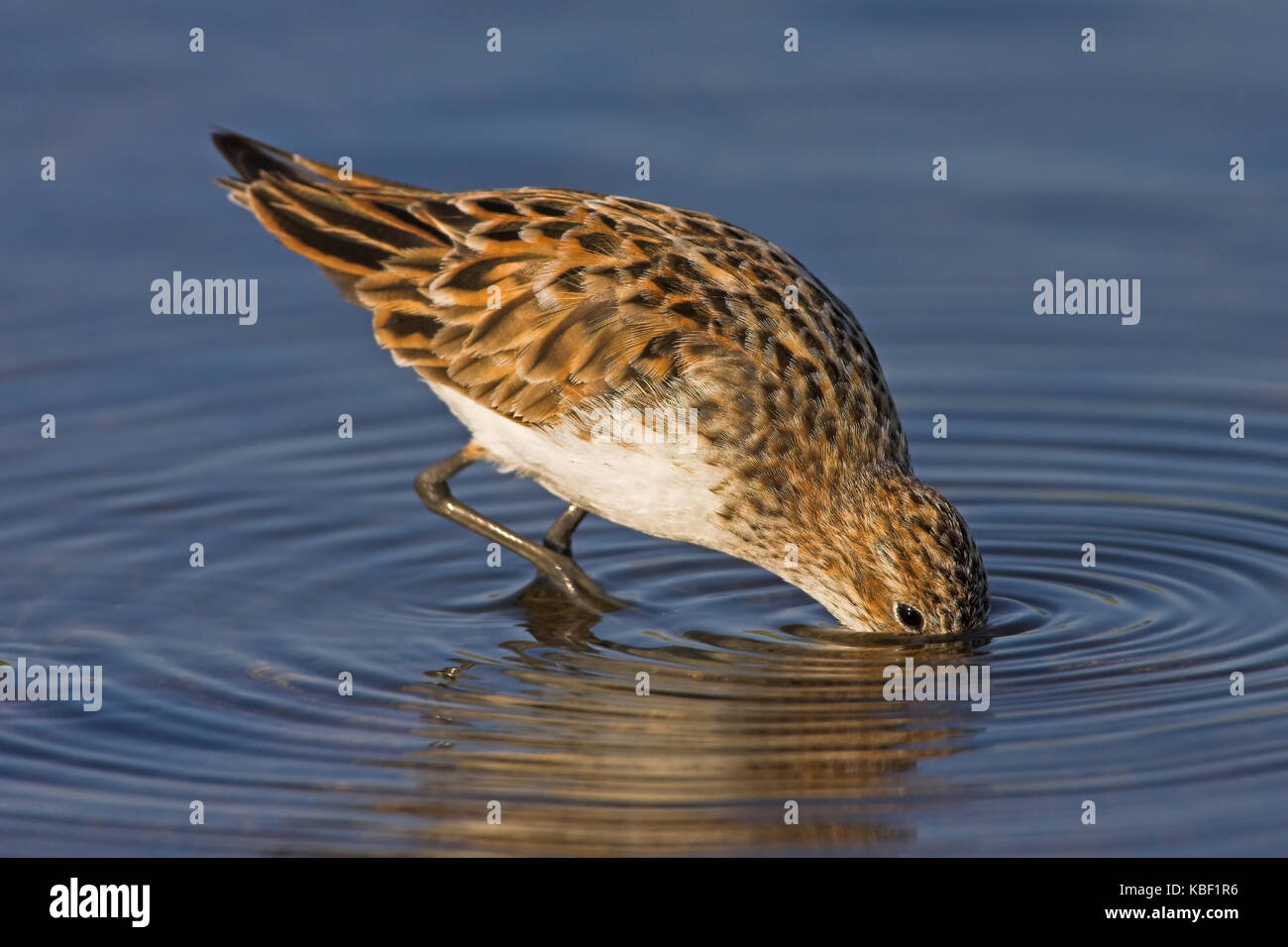 Midget sandpiper, Little Stint, Calidris minuta, B ? ? casseau minute ...