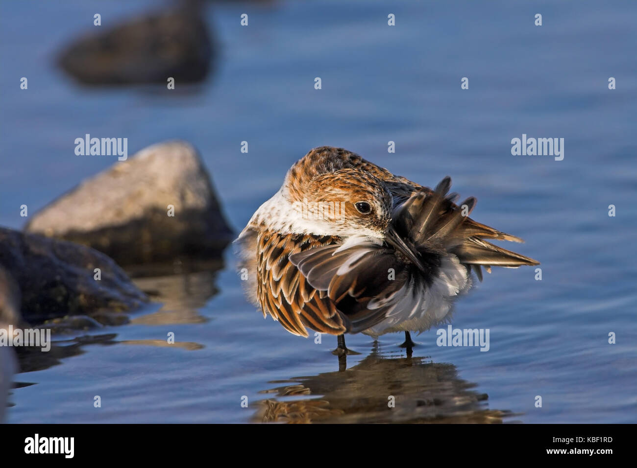 Midget sandpiper, Little Stint, Calidris minuta, B ? ? casseau minute ...