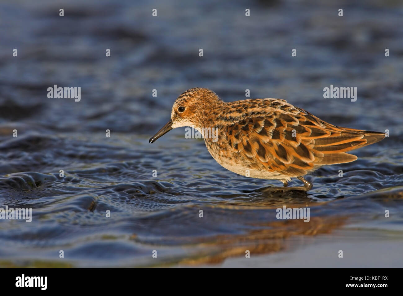 Midget Sandpiper Little Stint Calidris Minuta B Casseau Minute midget-sandpiper-little-stint-calidris-minuta-b-casseau-minute