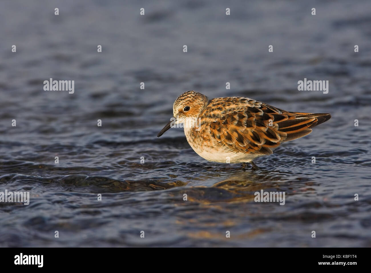 Midget sandpiper, Little Stint, Calidris minuta, B ? ? casseau minute ...