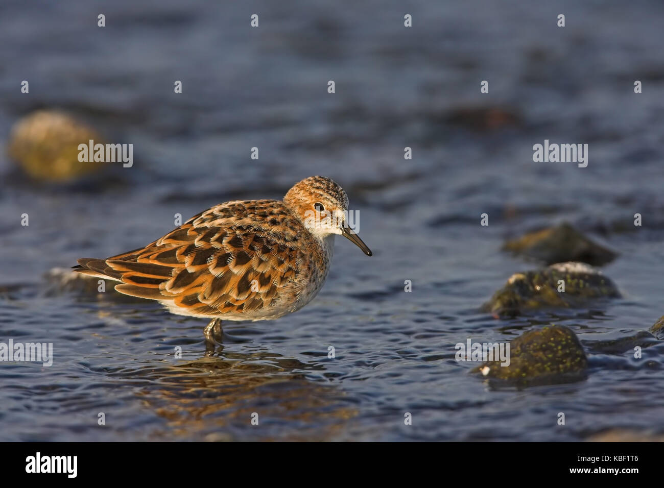 Midget sandpiper, Little Stint, Calidris minuta, B ? ? casseau minute ...