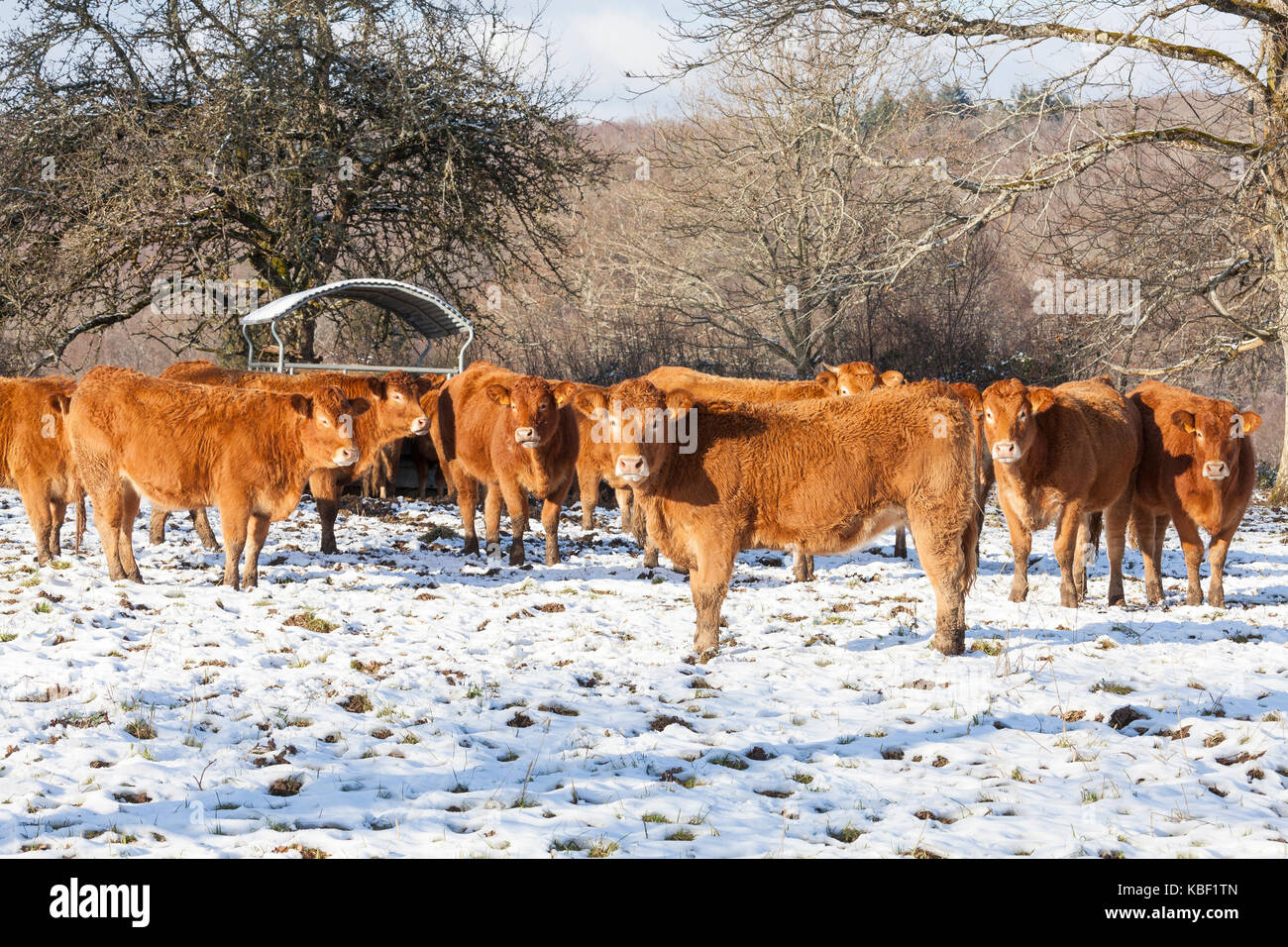 Herd of Limousin beef cows in a cold winter pasture in snow. The cattle ...