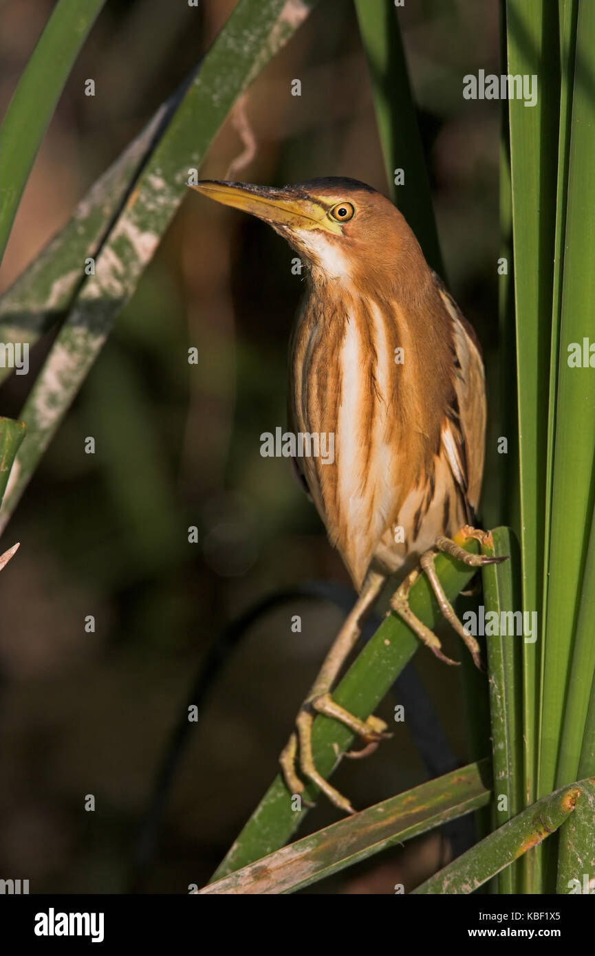little bittern, common little bittern, Ixobrychus minutus, a wading ...