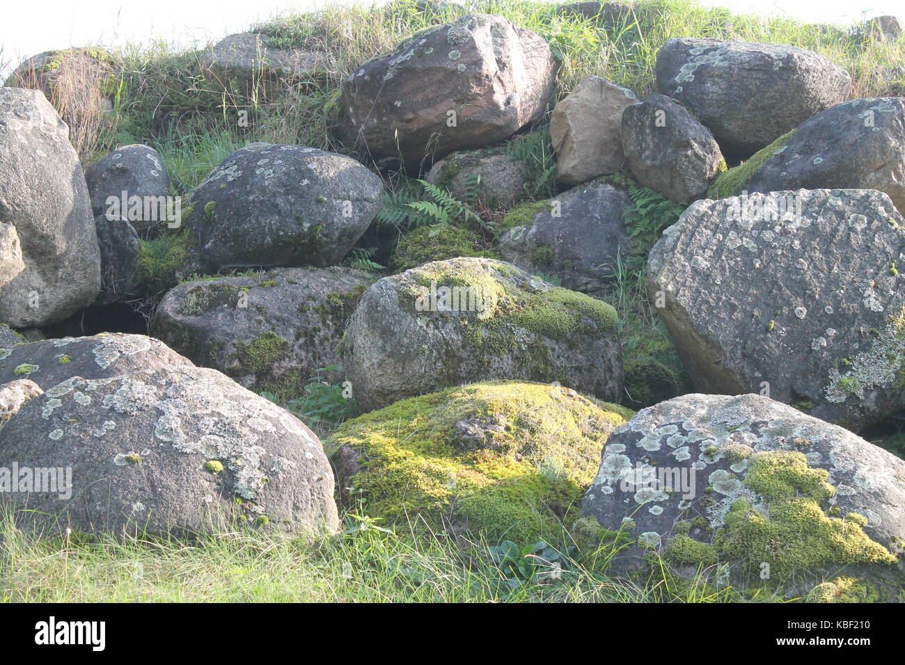 big smooth stones covered green moss look rural and mystic place for ...