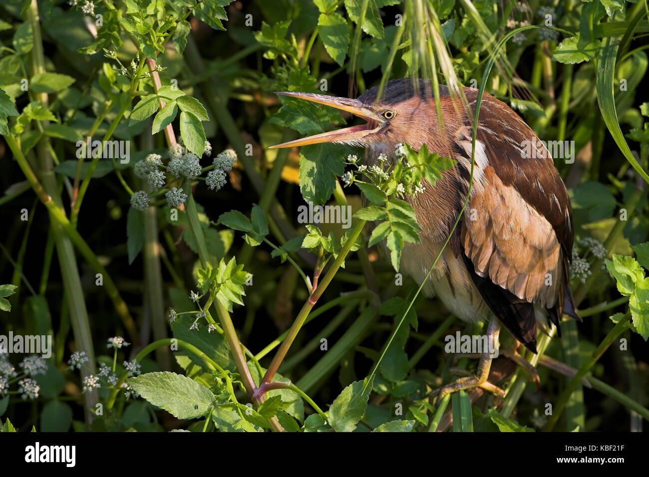 little bittern, common little bittern, Ixobrychus minutus, a wading ...