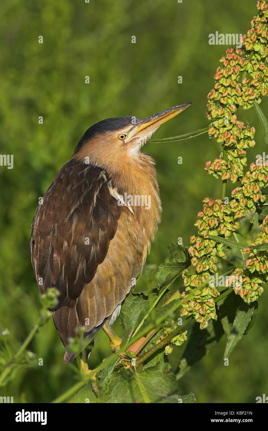 little bittern, common little bittern, Ixobrychus minutus, a wading ...