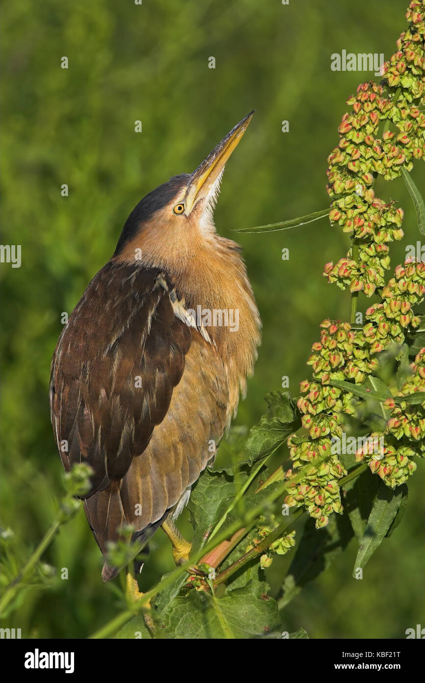 little bittern, common little bittern, Ixobrychus minutus, a wading ...