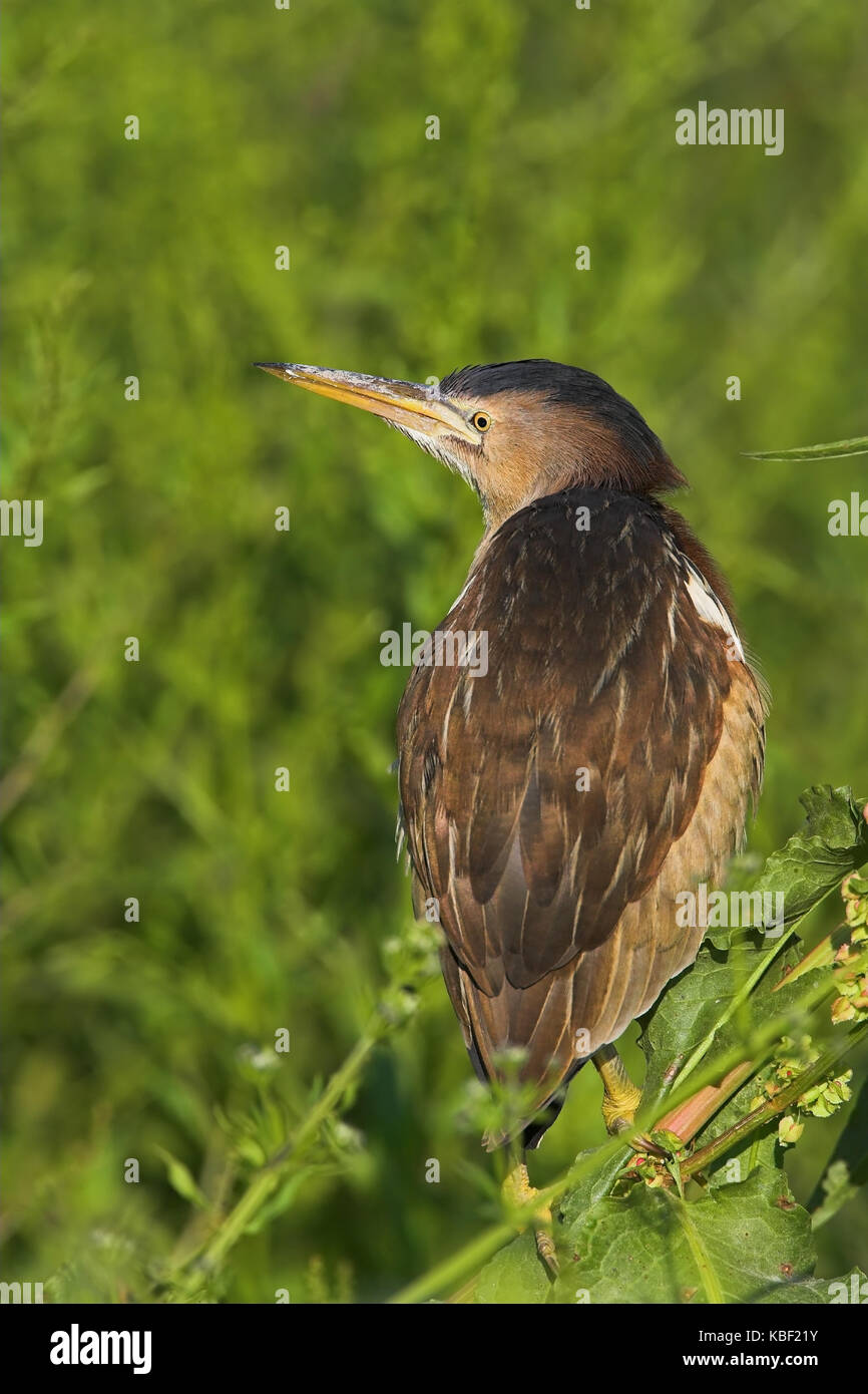 little bittern, common little bittern, Ixobrychus minutus, a wading ...