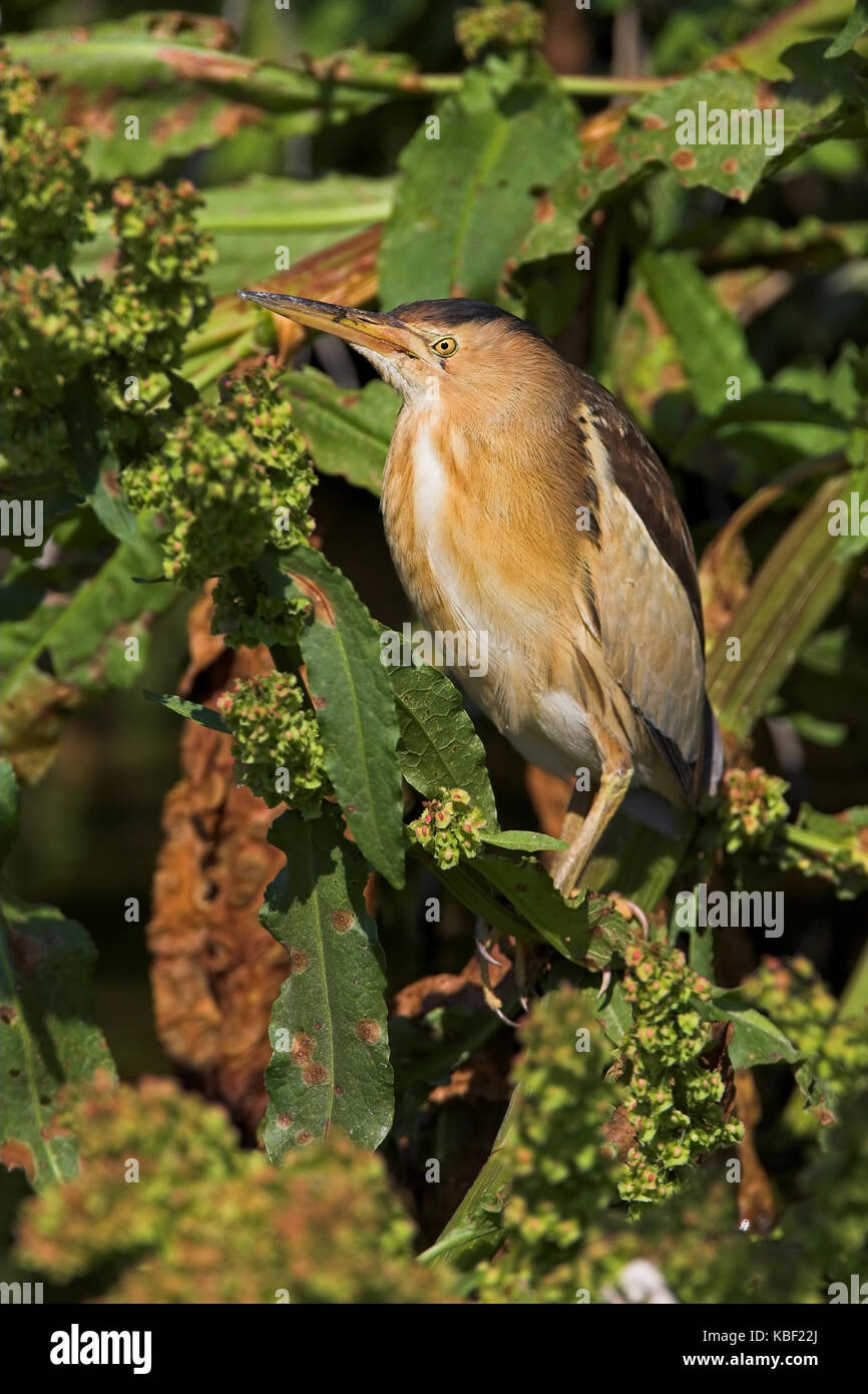 little bittern, common little bittern, Ixobrychus minutus, a wading ...