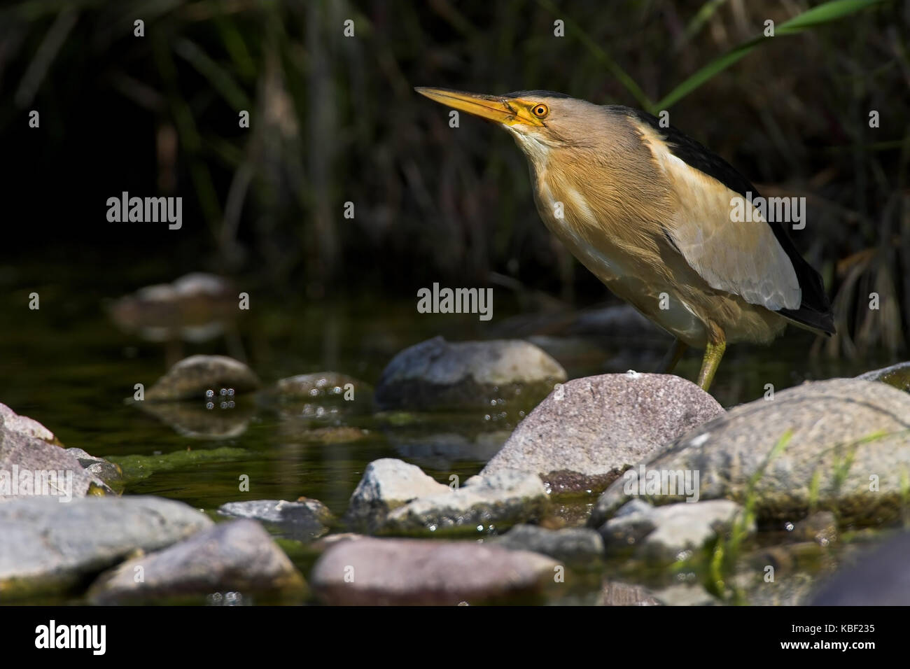 little bittern, common little bittern, Ixobrychus minutus, a wading ...