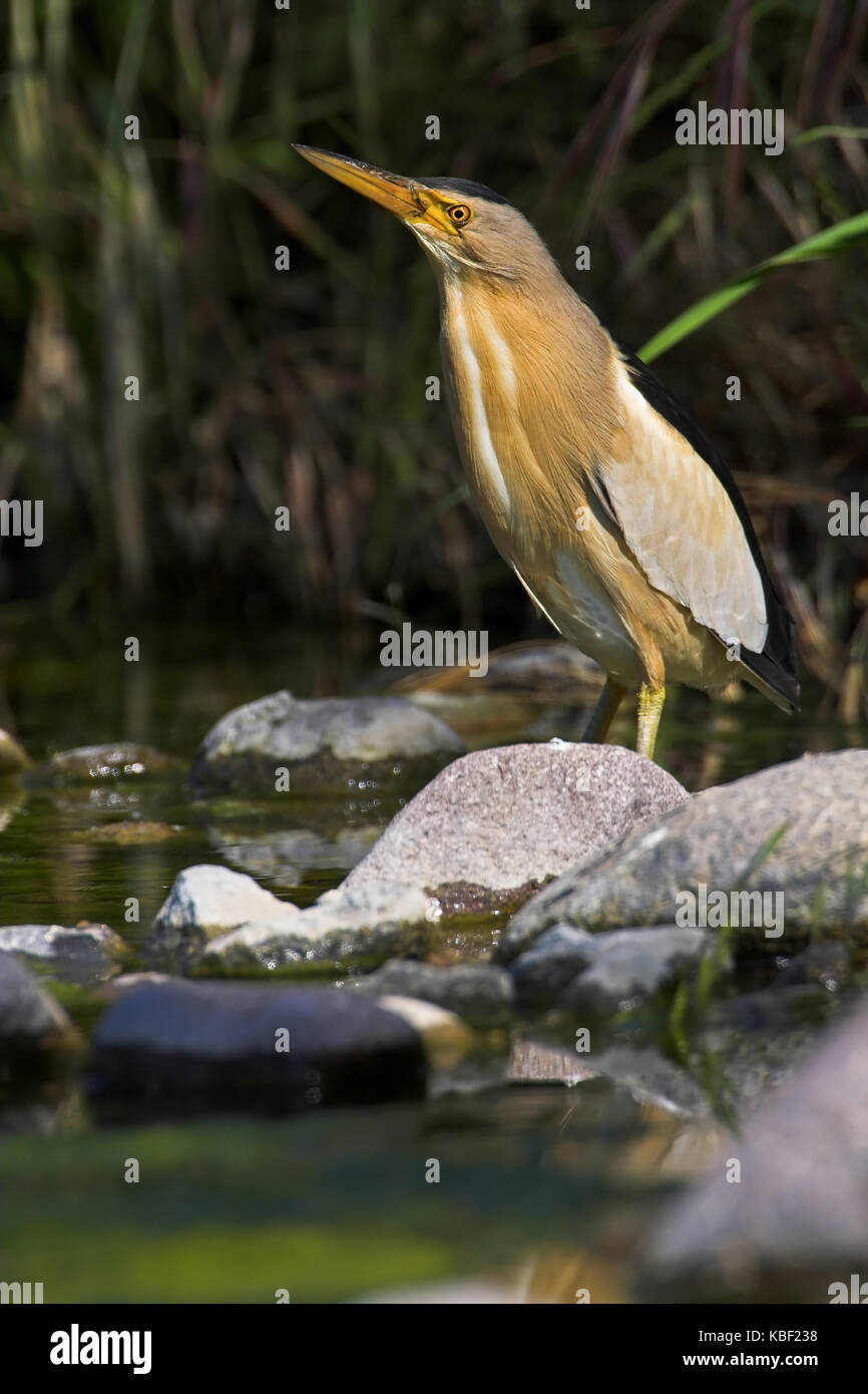 little bittern, common little bittern, Ixobrychus minutus, a wading ...