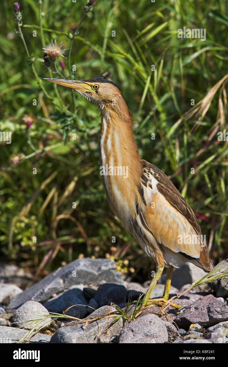 little bittern, common little bittern, Ixobrychus minutus, a wading ...
