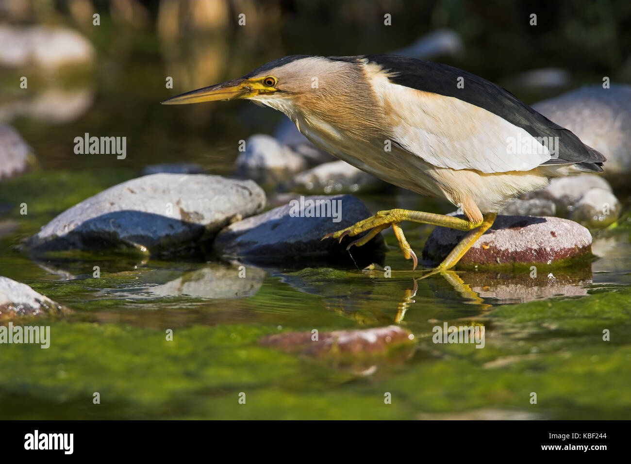 little bittern, common little bittern, Ixobrychus minutus, a wading ...