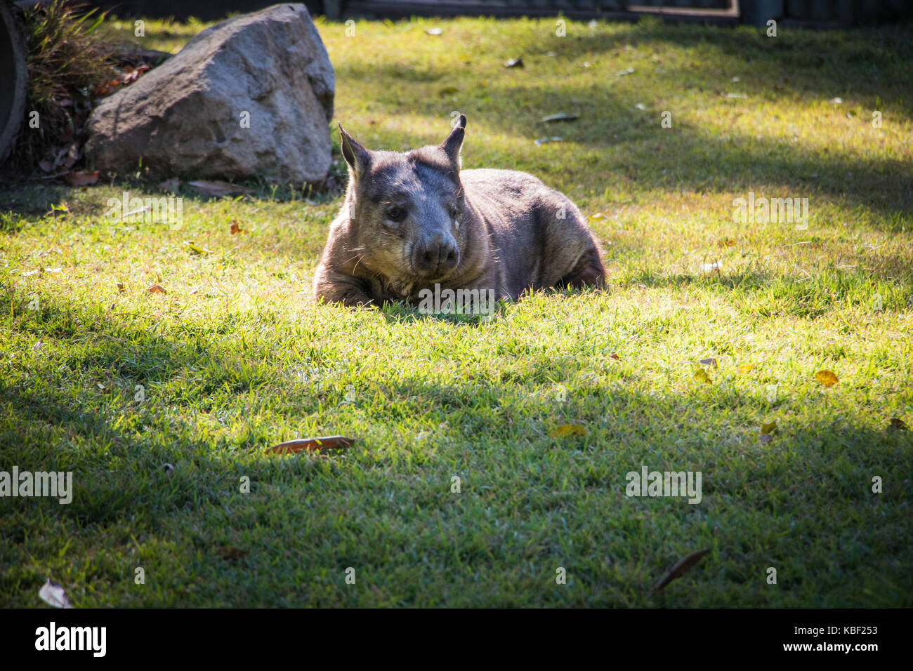 Grey wombats hi-res stock photography and images - Alamy