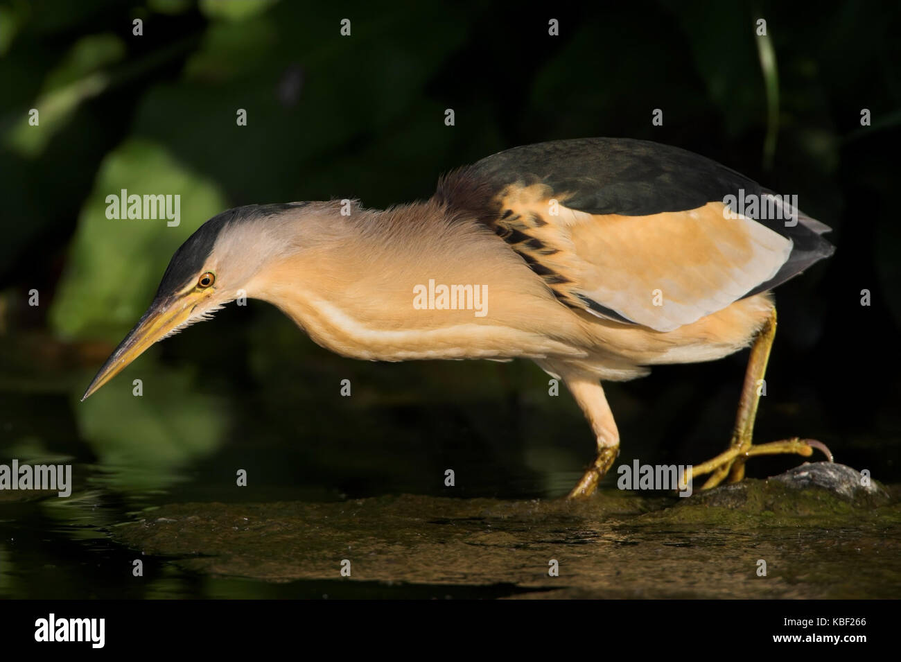 little bittern, common little bittern, Ixobrychus minutus, a wading ...