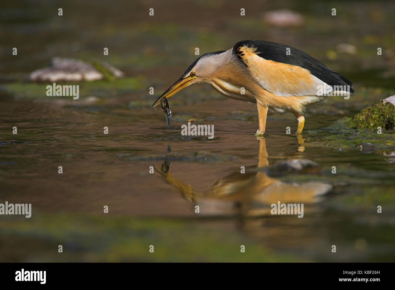 little bittern, common little bittern, Ixobrychus minutus, a wading ...