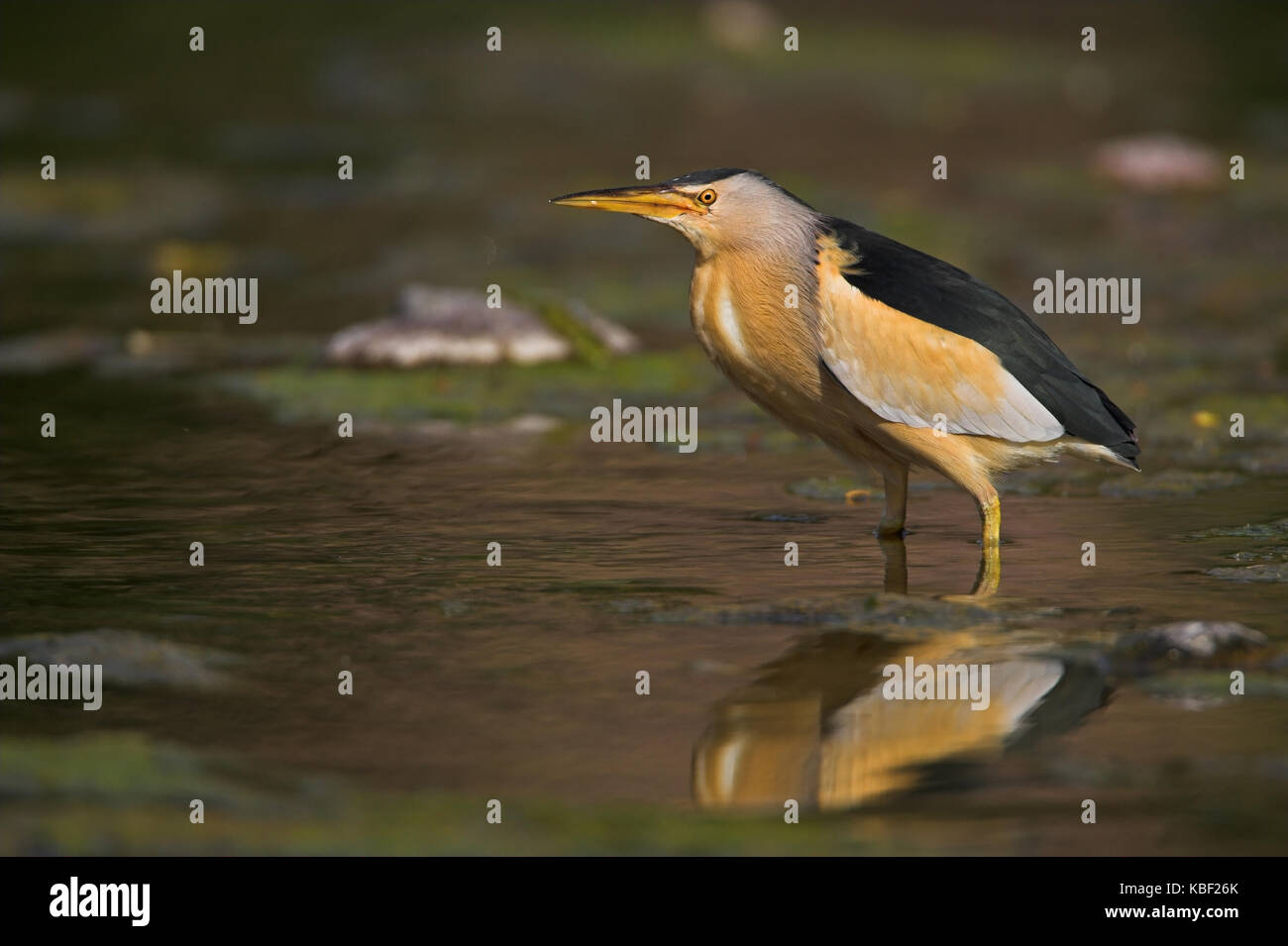 little bittern, common little bittern, Ixobrychus minutus, a wading ...
