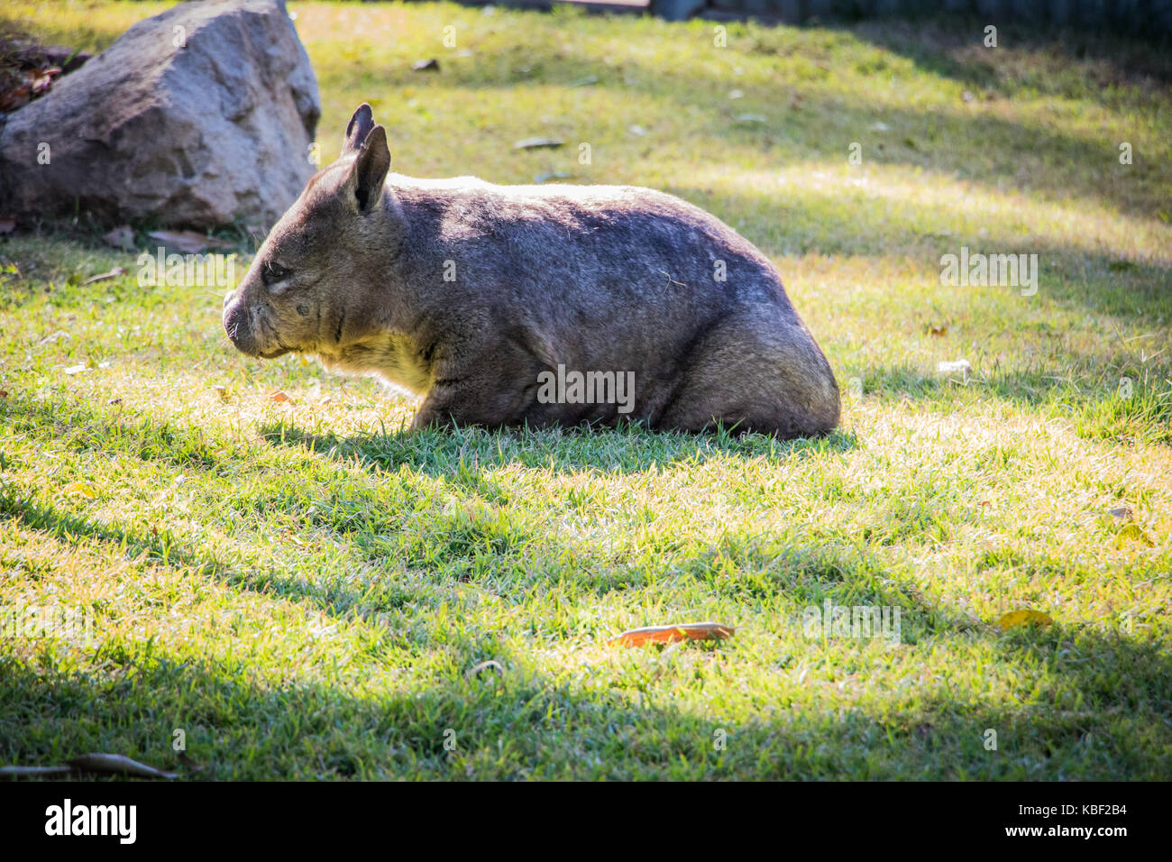 Lazy wombat lounging in the grass Stock Photo - Alamy