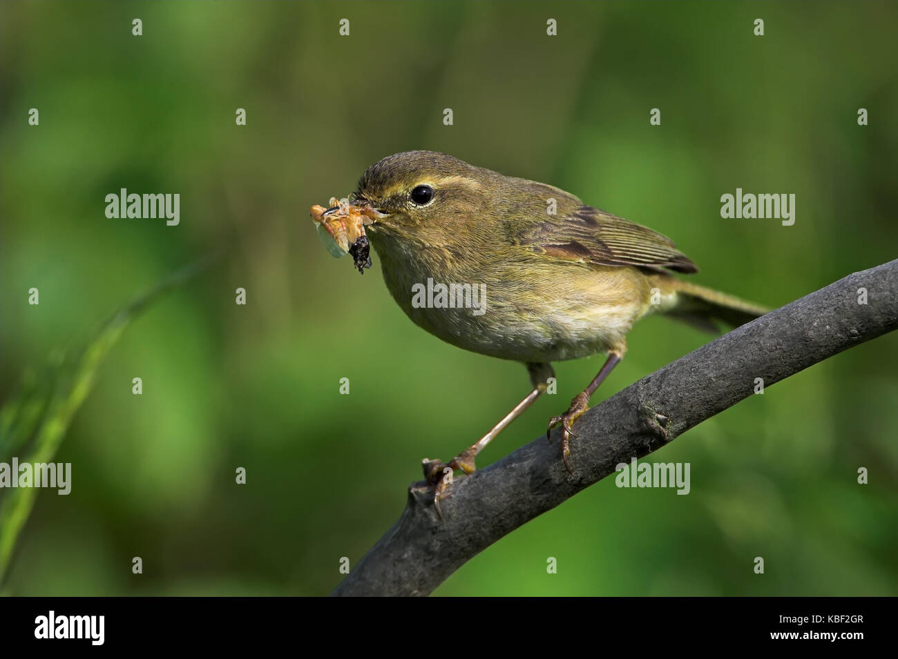 Zilpzalp, Phylloscopus collybita, Phylloscopus collybitus, Zilpzalp ...