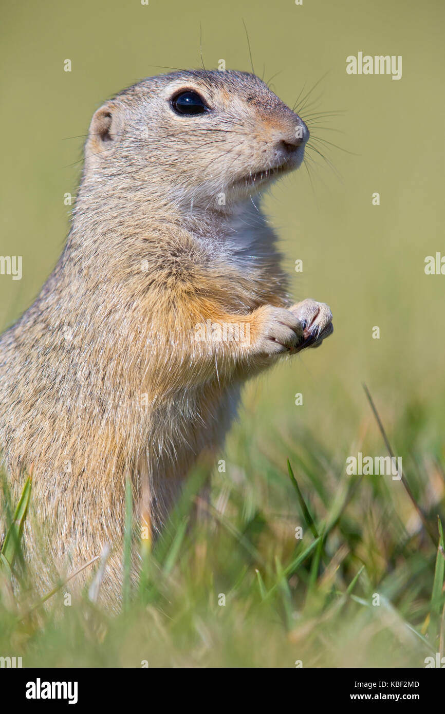 Spermophilus or Citellus is a genus of ground squirrels in the family ...