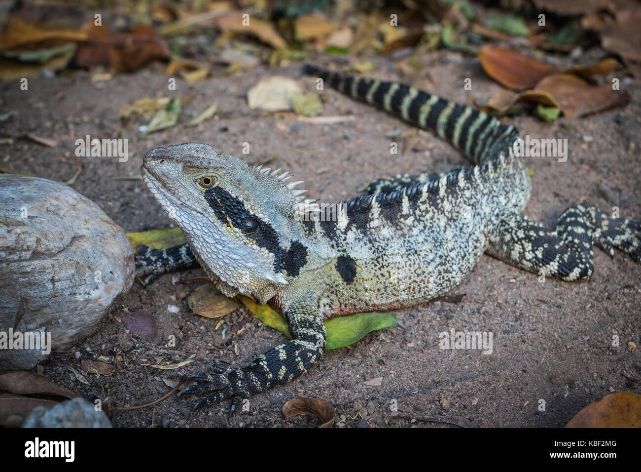 Close-up of an eastern water dragon, sunning himself Stock Photo - Alamy
