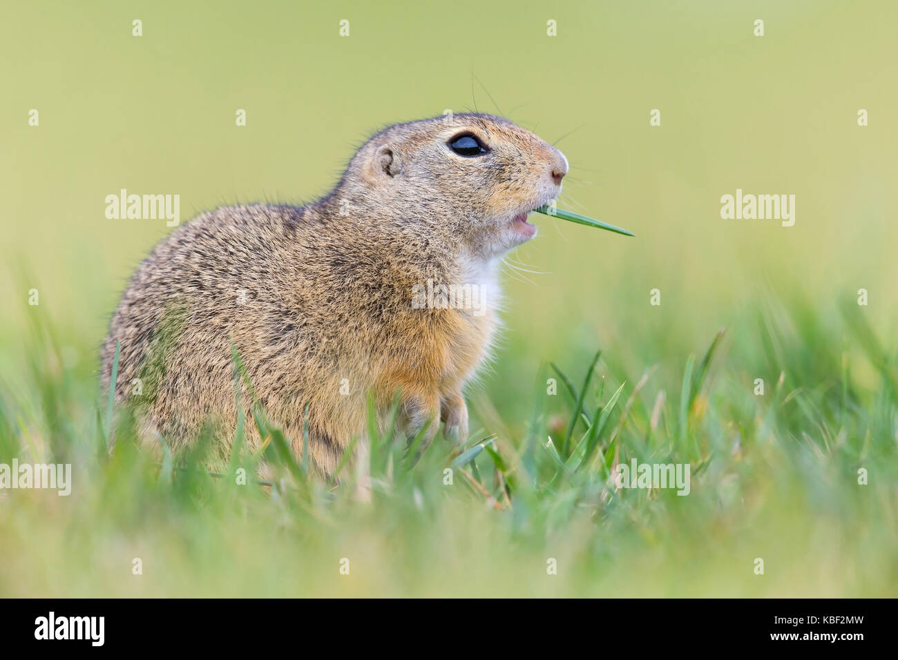 Spermophilus or Citellus is a genus of ground squirrels in the family ...