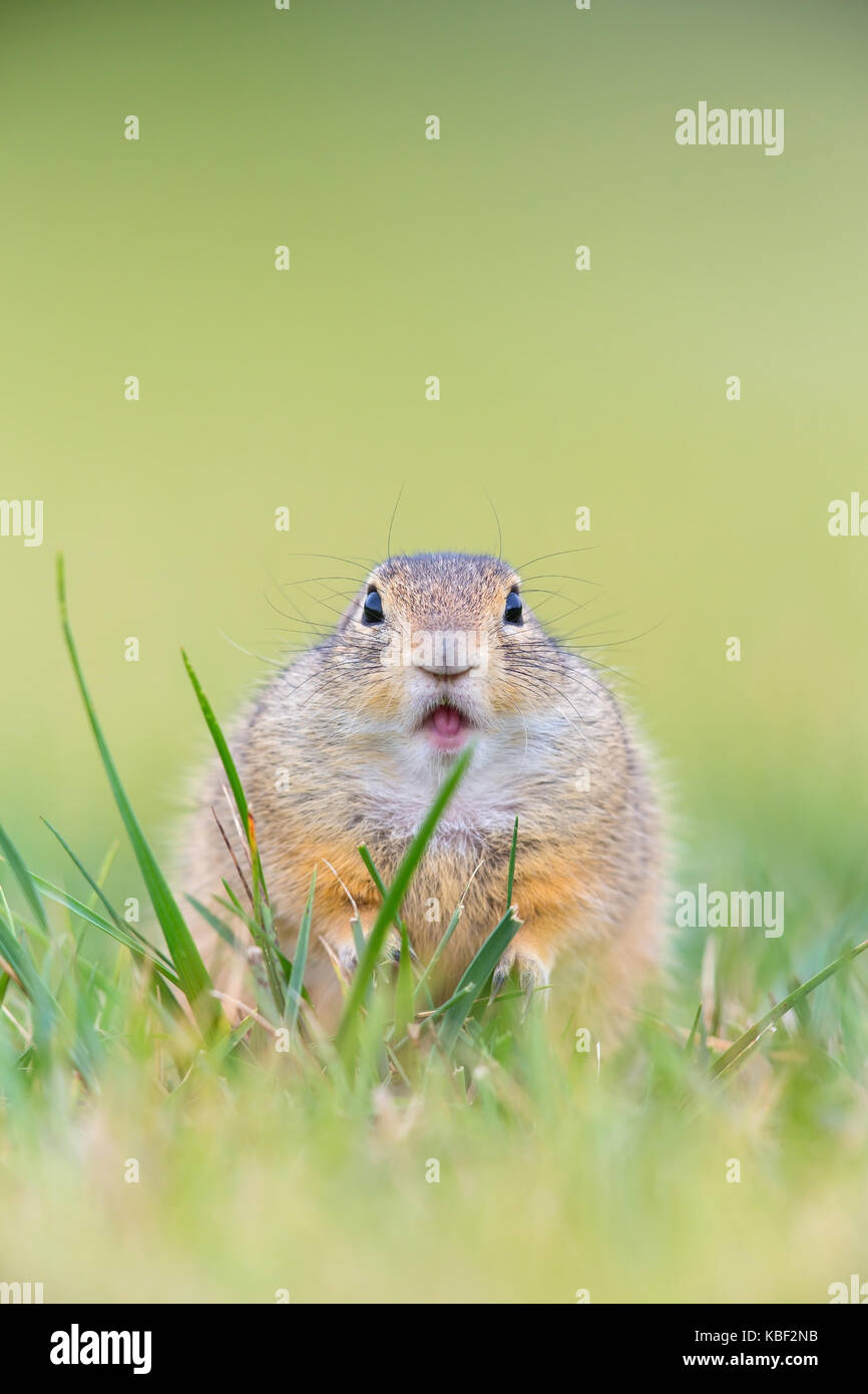 Spermophilus or Citellus is a genus of ground squirrels in the family ...