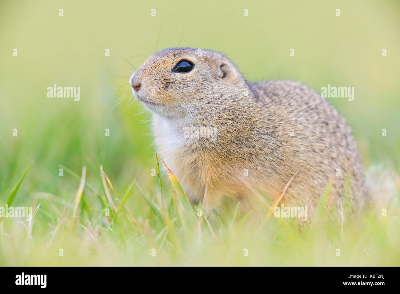 Spermophilus or Citellus is a genus of ground squirrels in the family ...