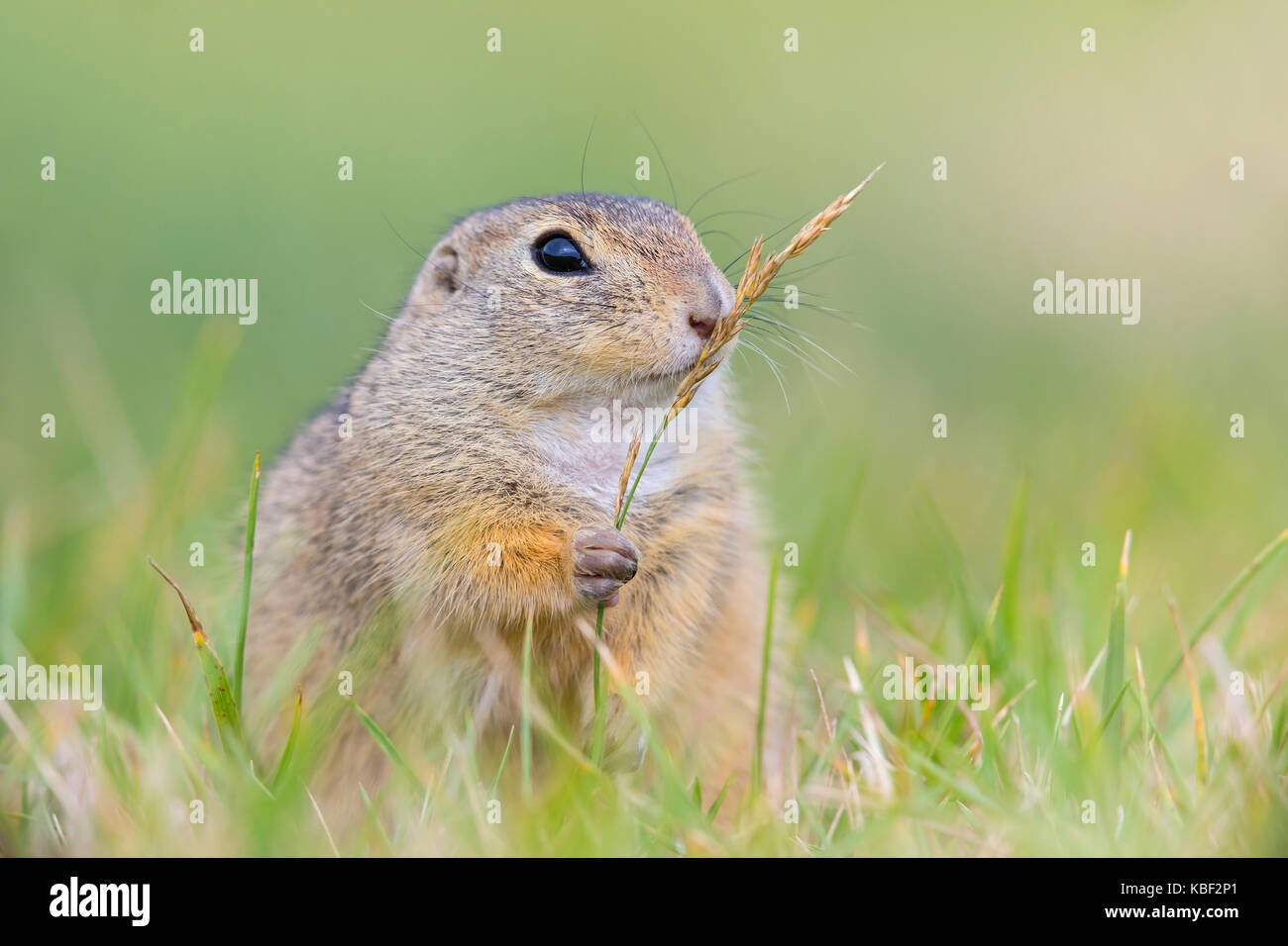 Spermophilus or Citellus is a genus of ground squirrels in the family ...