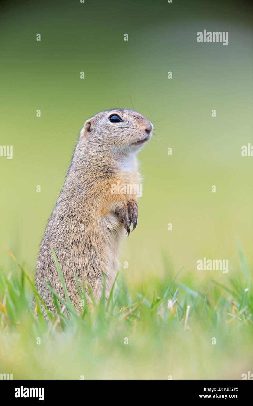 Spermophilus or Citellus is a genus of ground squirrels in the family ...