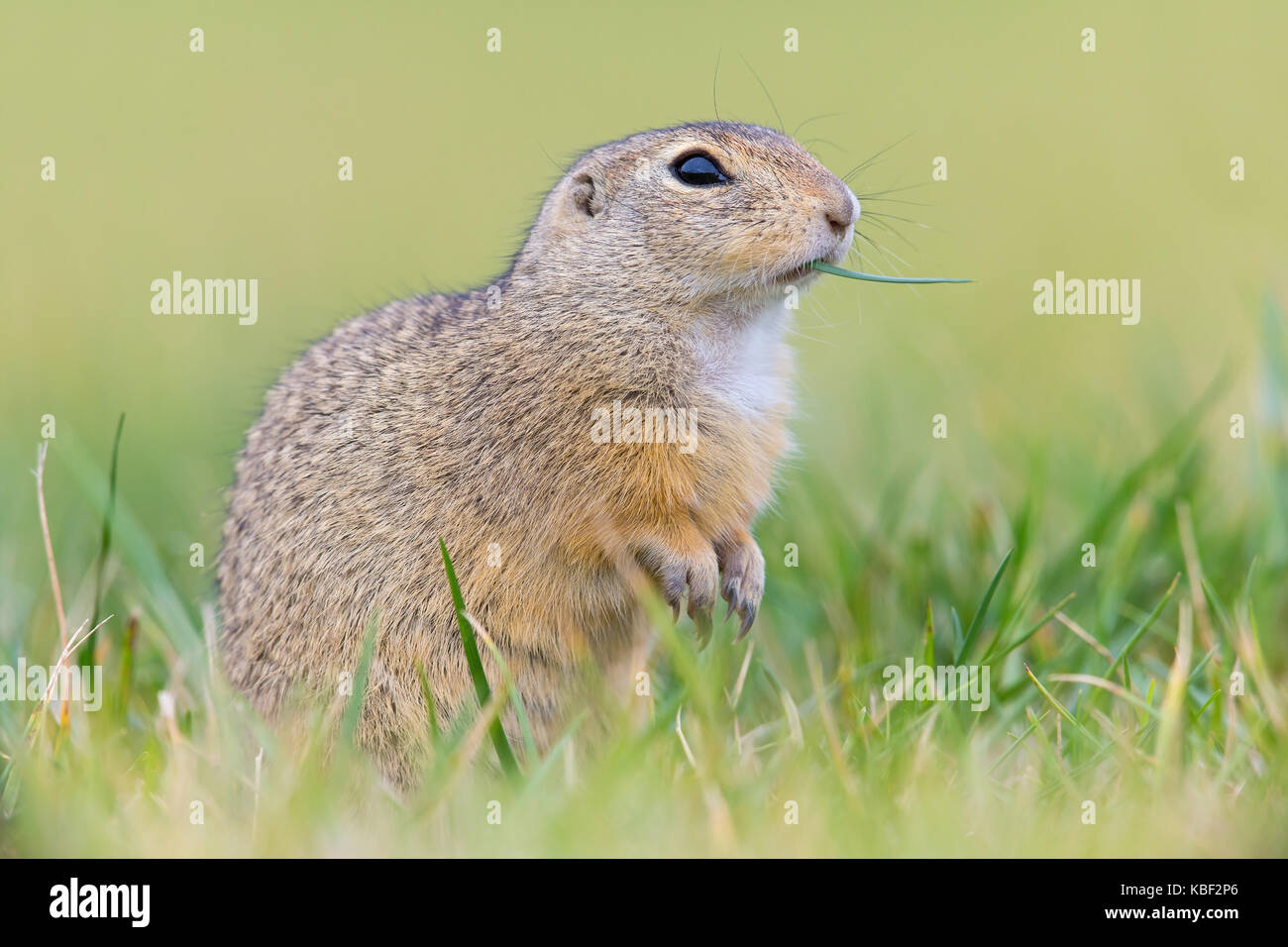Spermophilus or Citellus is a genus of ground squirrels in the family ...
