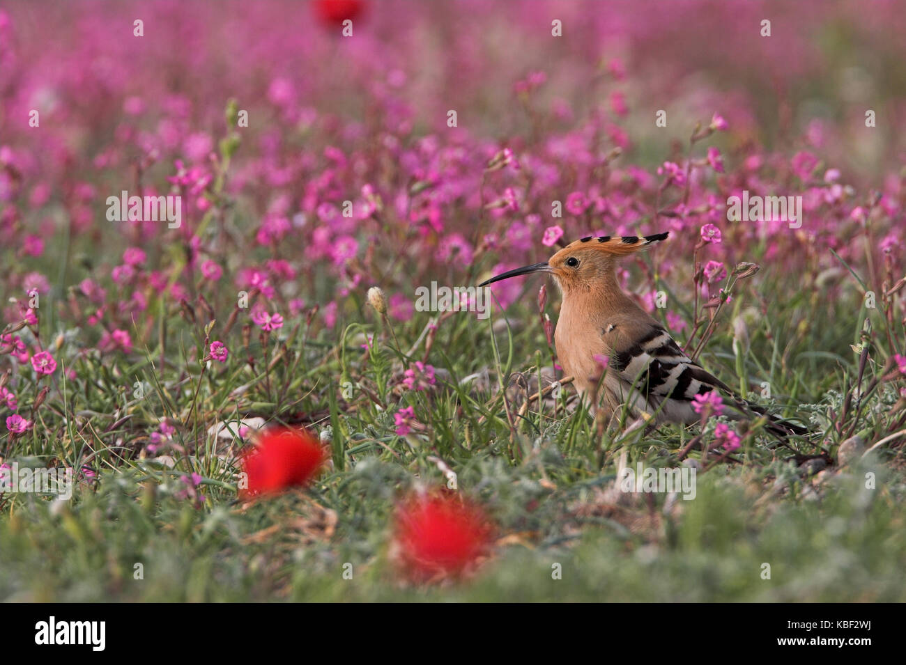 Hoopoe, Hoopoe, Upupa epops, Wiedehopf Stock Photo - Alamy