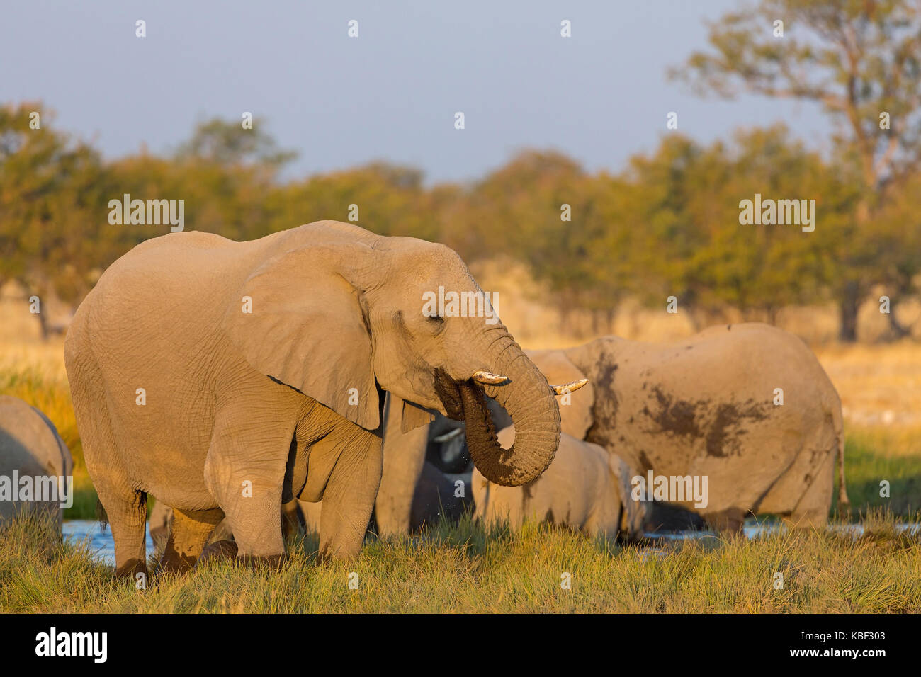 African Bush Elephant, African Savanna Elephant Stock Photo - Alamy