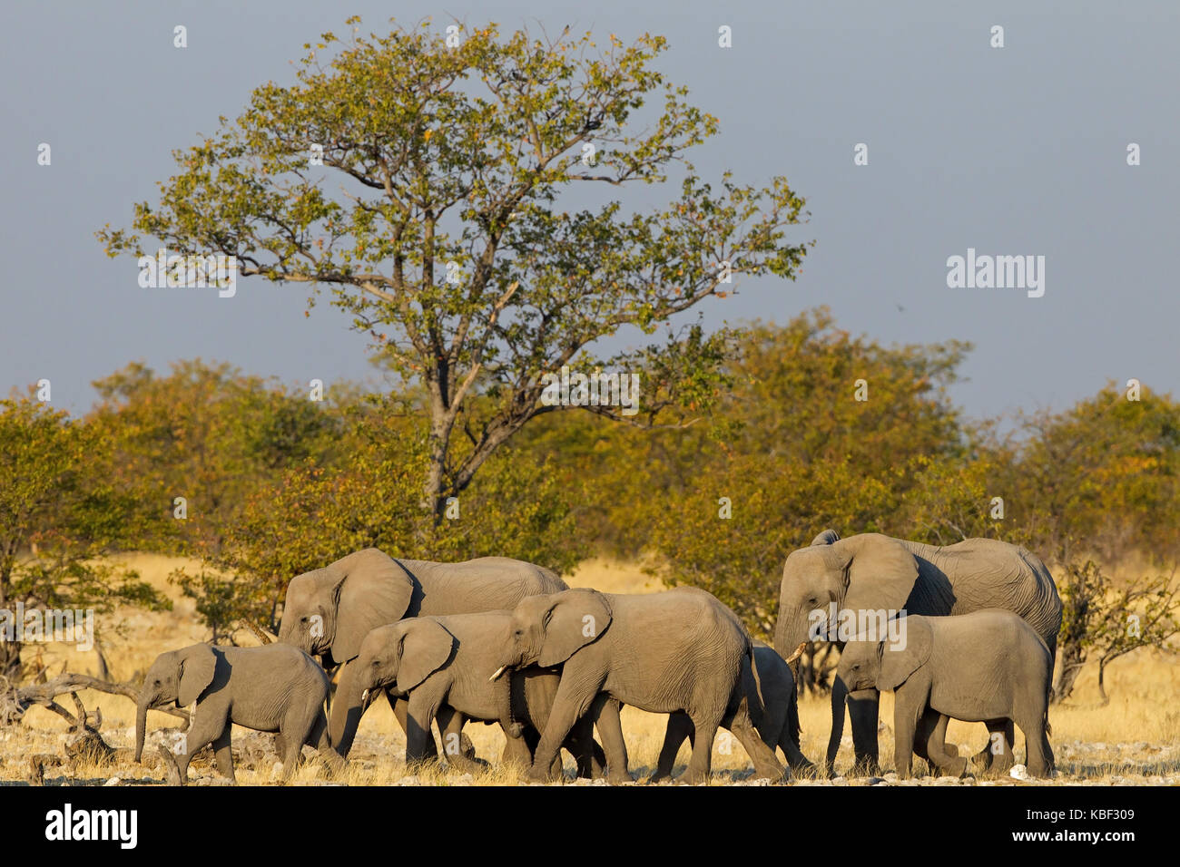 African Bush Elephant, African Savanna Elephant Stock Photo - Alamy