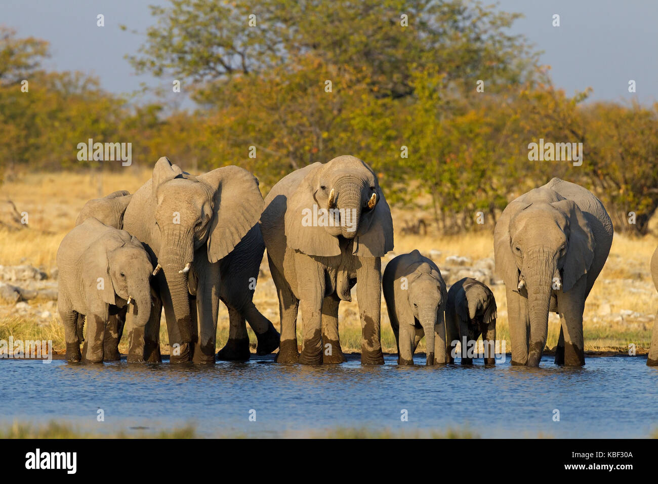African Bush Elephant, African Savanna Elephant Stock Photo - Alamy