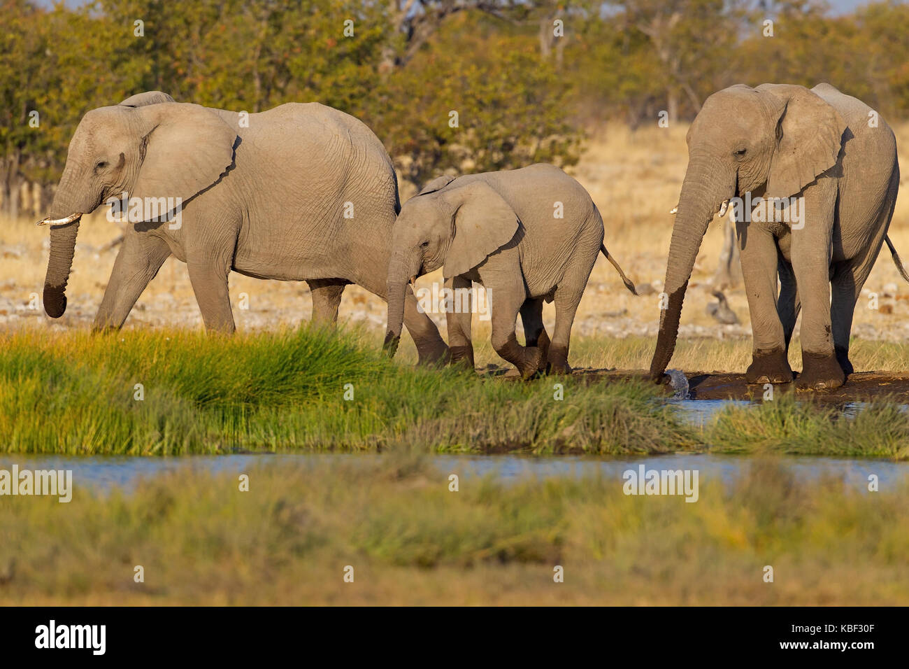 African Bush Elephant, African Savanna Elephant Stock Photo - Alamy
