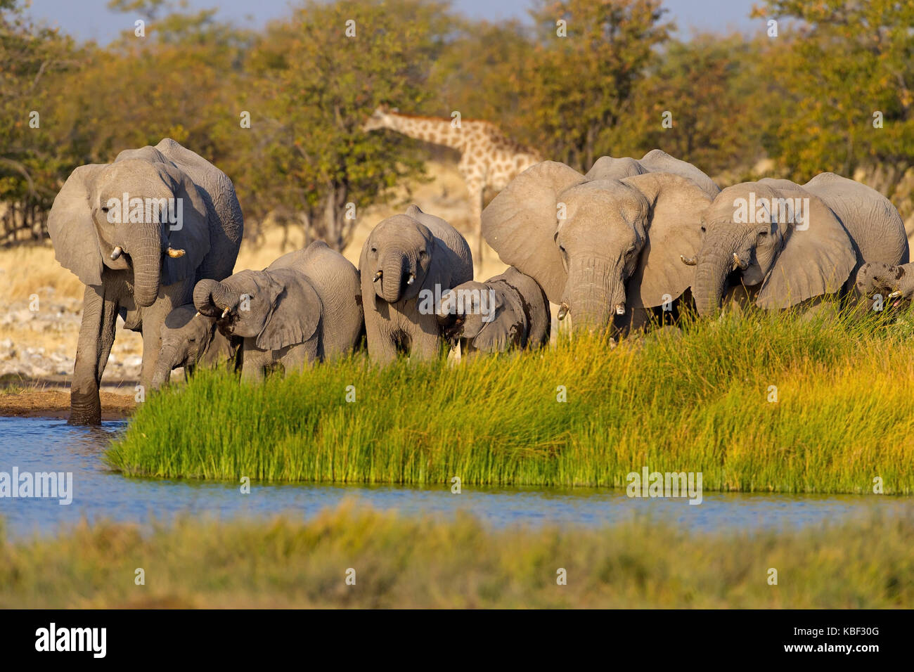 African Bush Elephant, African Savanna Elephant Stock Photo - Alamy