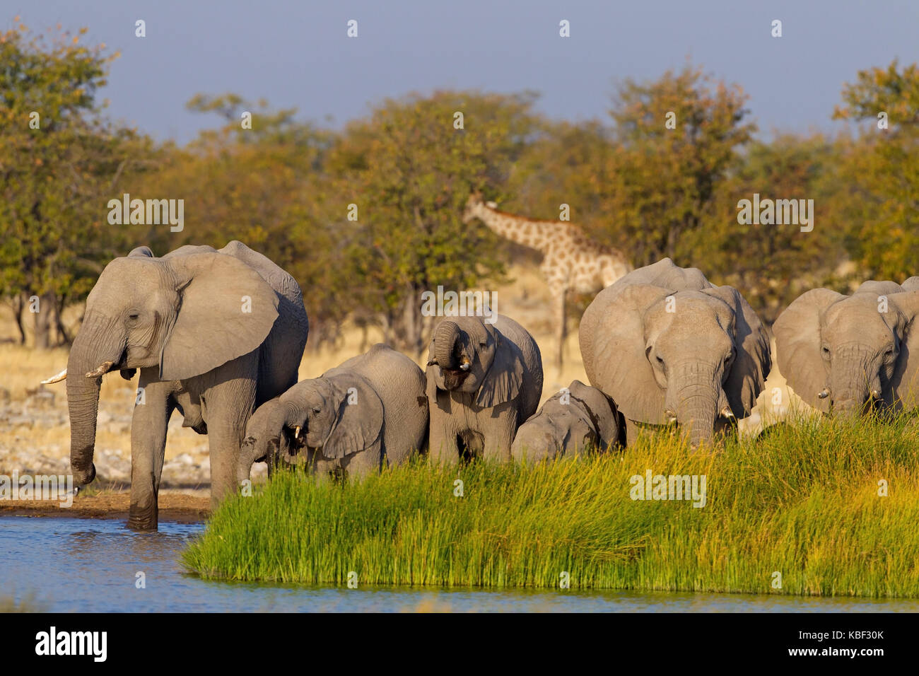 African Bush Elephant, African Savanna Elephant Stock Photo - Alamy