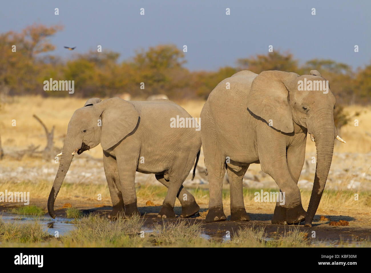 African Bush Elephant, African Savanna Elephant Stock Photo - Alamy