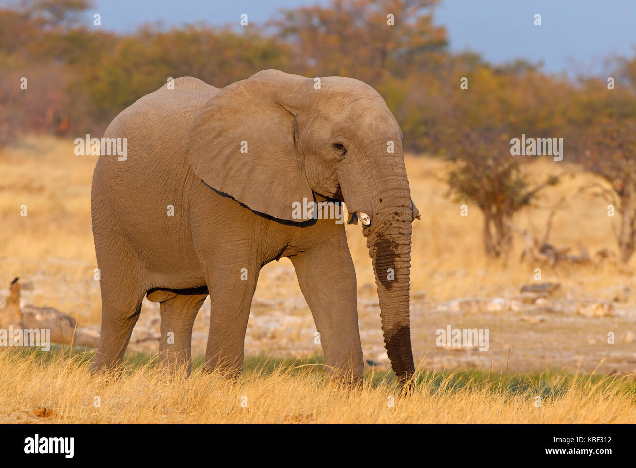 African Bush Elephant, African Savanna Elephant Stock Photo - Alamy