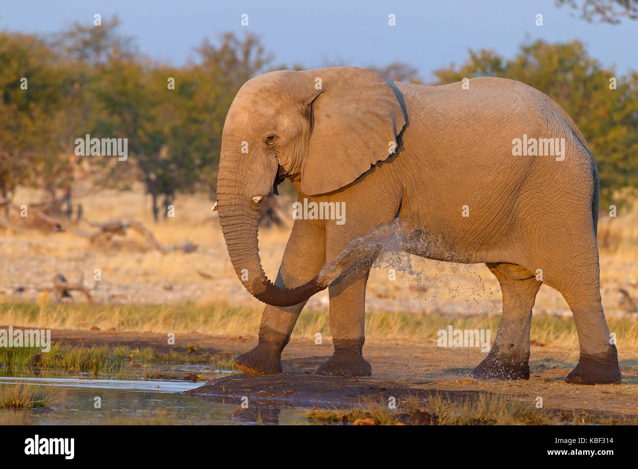 African Bush Elephant, African Savanna Elephant Stock Photo - Alamy