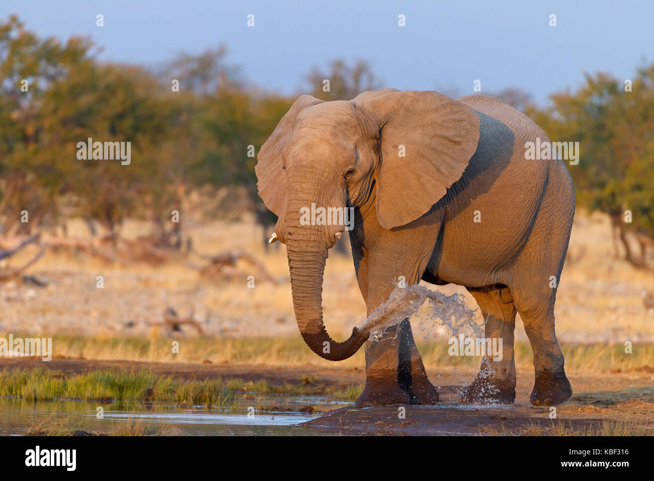 African Bush Elephant, African Savanna Elephant Stock Photo - Alamy