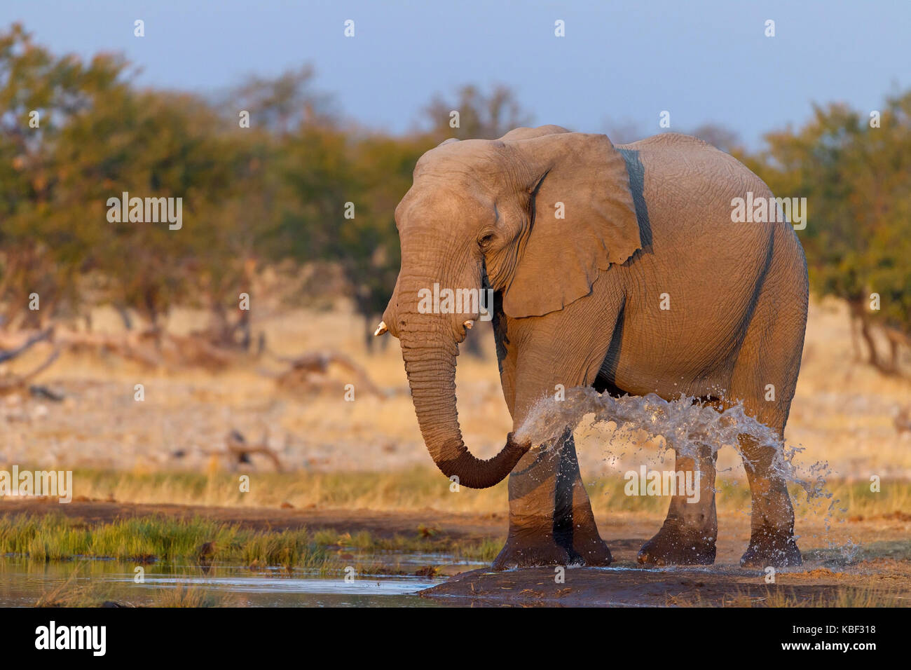 African Bush Elephant, African Savanna Elephant Stock Photo - Alamy