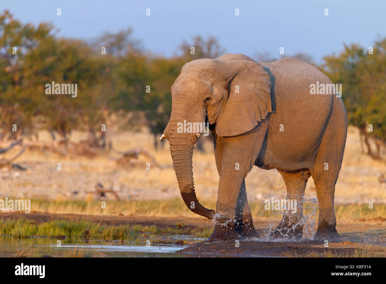 African Bush Elephant, African Savanna Elephant Stock Photo - Alamy