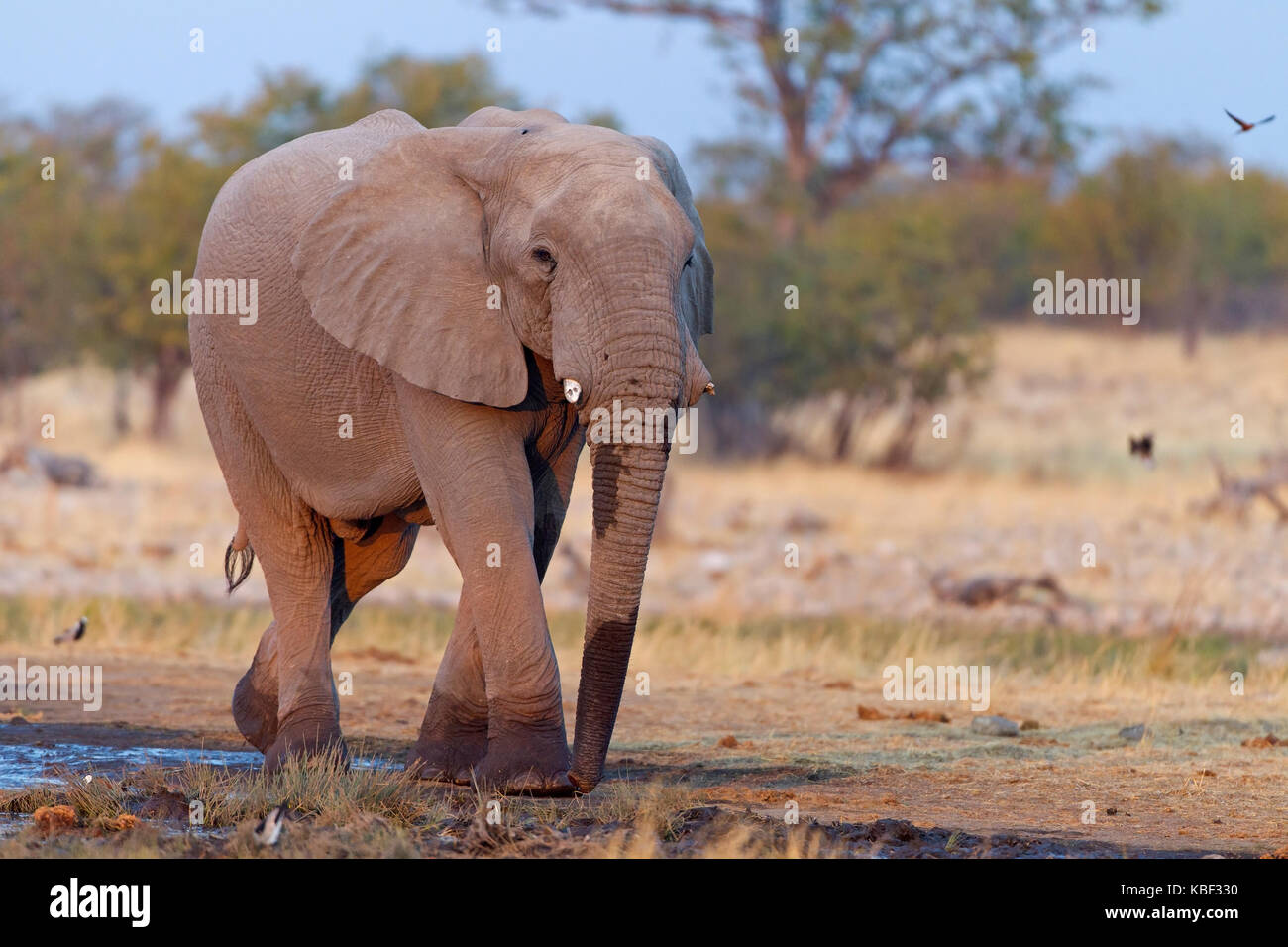 African Bush Elephant, African Savanna Elephant Stock Photo - Alamy