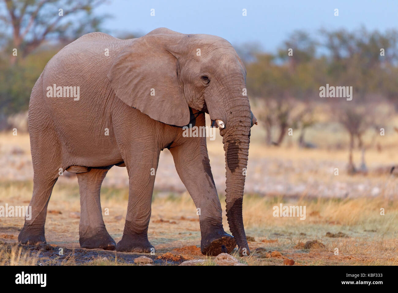 African Bush Elephant, African Savanna Elephant Stock Photo - Alamy