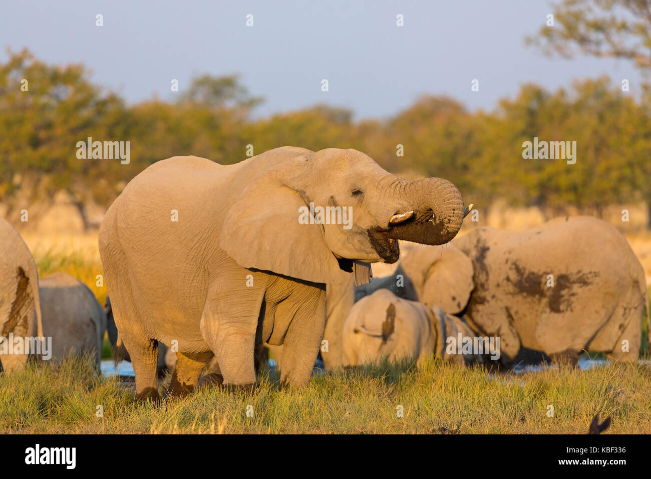 African Bush Elephant, African Savanna Elephant Stock Photo - Alamy