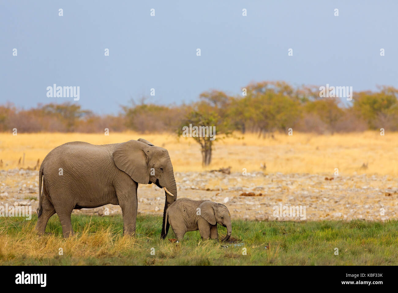 African Bush Elephant, African Savanna Elephant Stock Photo - Alamy