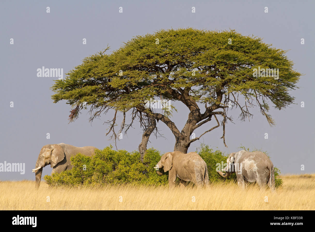 African Bush Elephant, African Savanna Elephant Stock Photo - Alamy