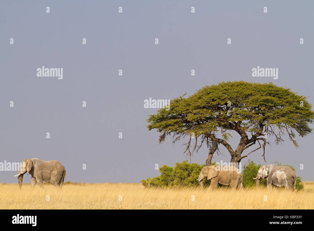 African Bush Elephant, African Savanna Elephant Stock Photo - Alamy